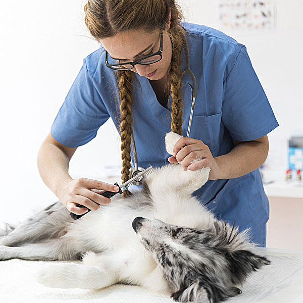 Pet Care Information Collection covering a wide range